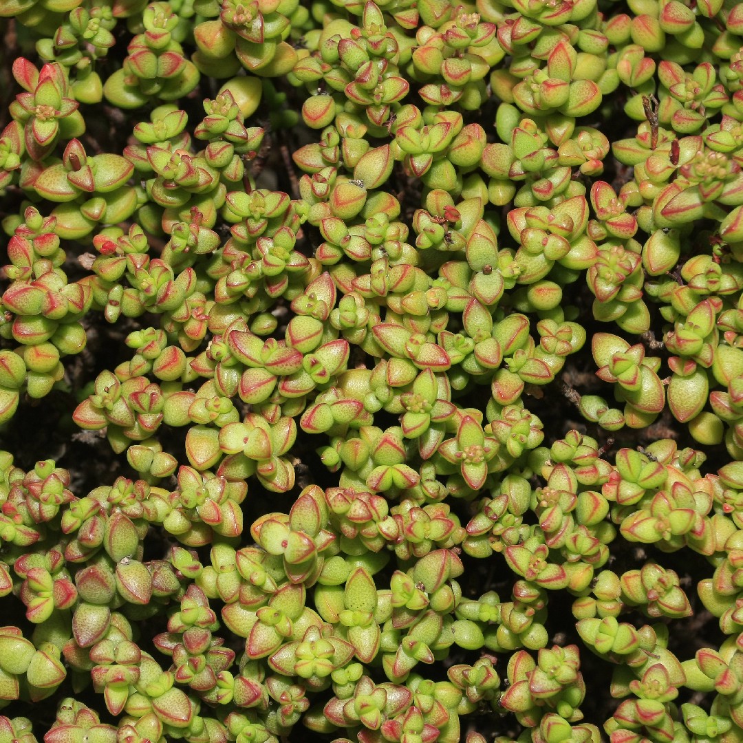 Crasulas (Crassula) - PictureThis