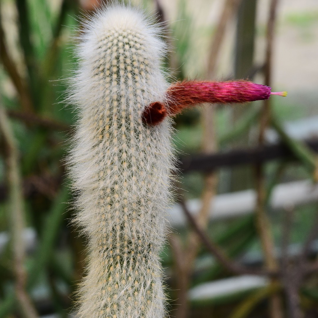 Cleistocactus Flower, Leaf, Care, Uses - PictureThis