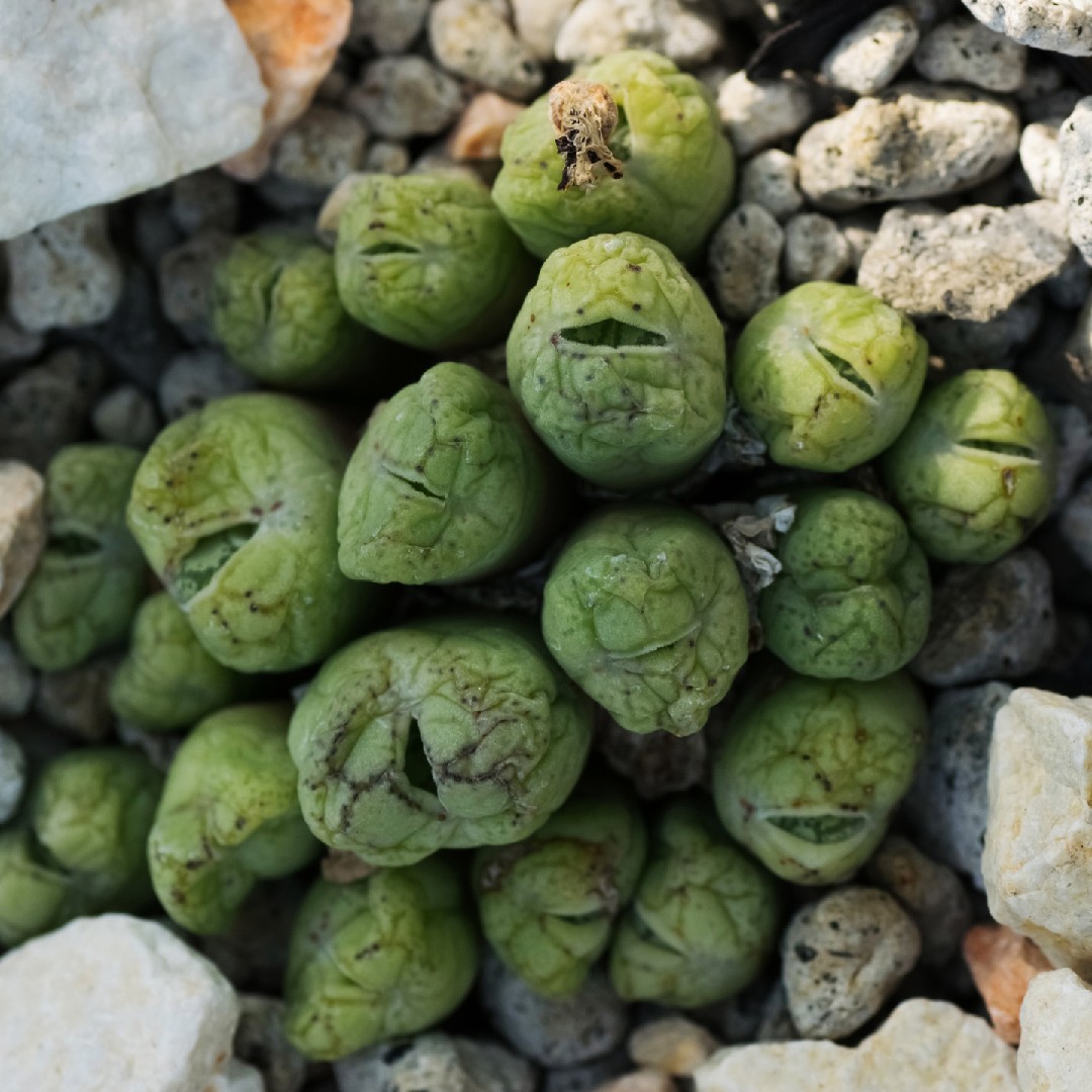 Conophytum ficiforme Flower, Leaf, Care, Uses - PictureThis