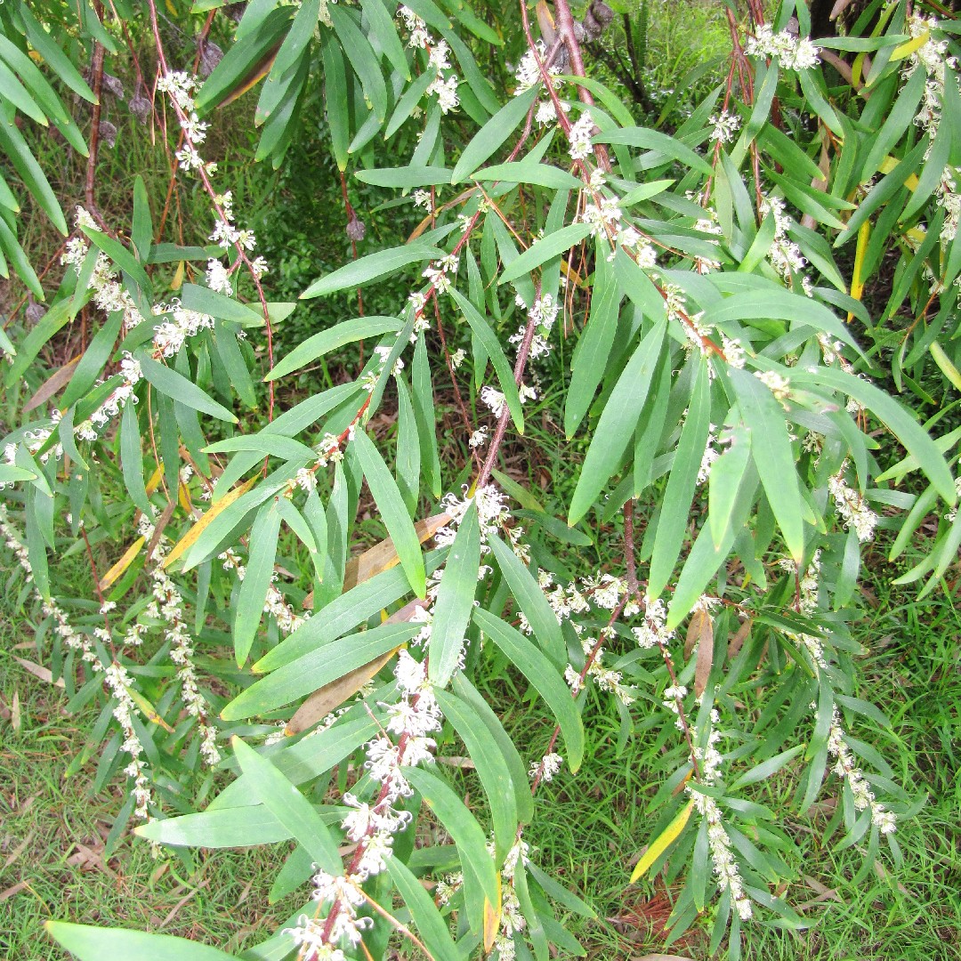 Pincushion trees (Hakea) Flower, Leaf, Care, Uses - PictureThis