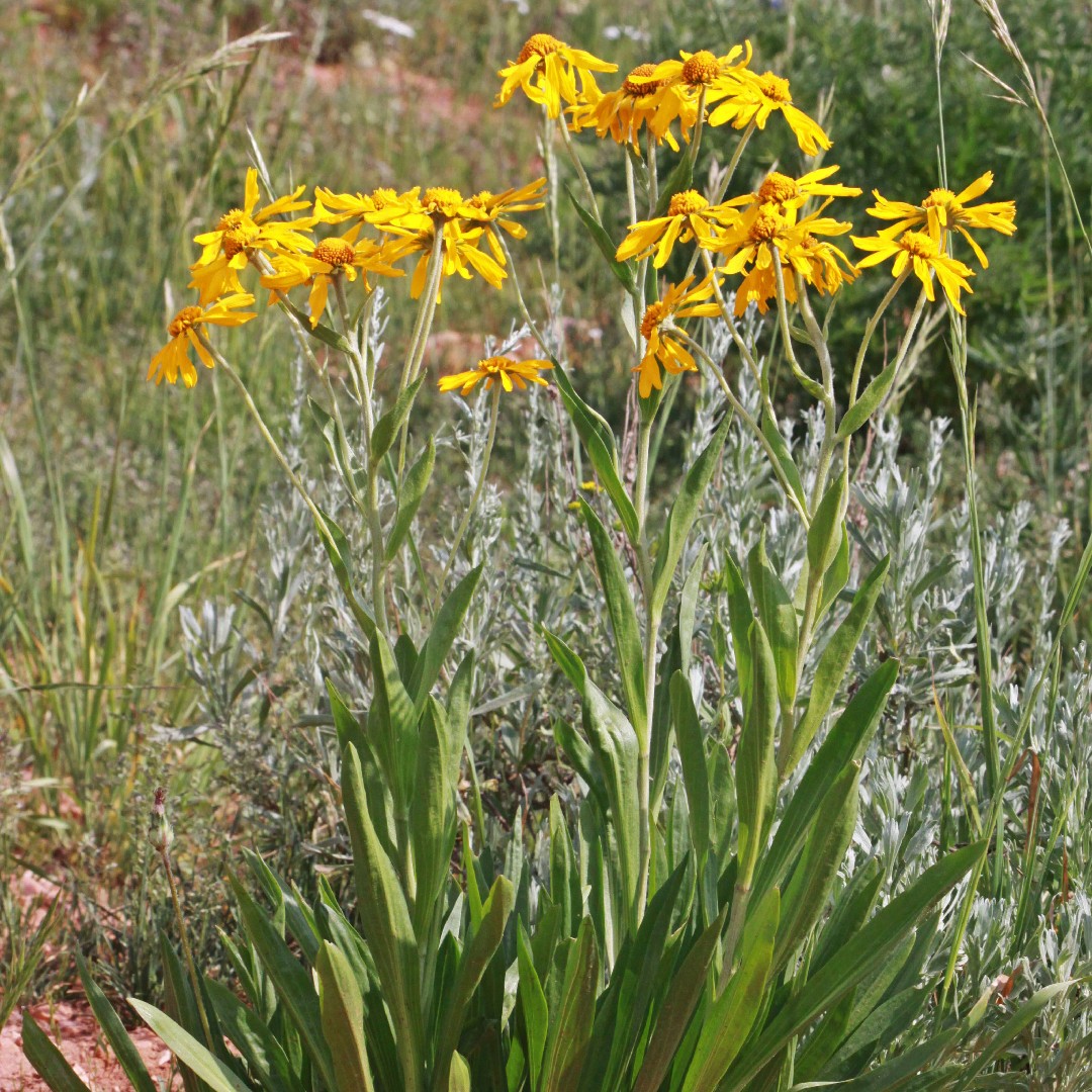 Hymenoxys Flower, Leaf, Care, Uses - PictureThis