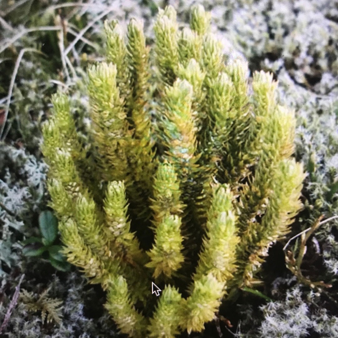 Northern firmoss (Huperzia selago) Flower, Leaf, Care, Uses - PictureThis