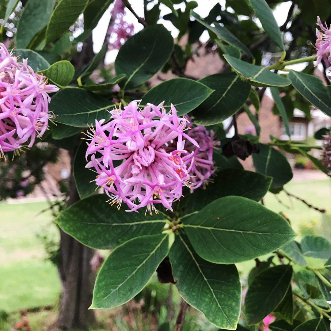 Dais cotinifolia - PictureThis