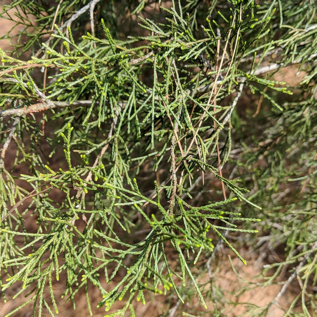 Halocarpus Flower, Leaf, Care, Uses - PictureThis