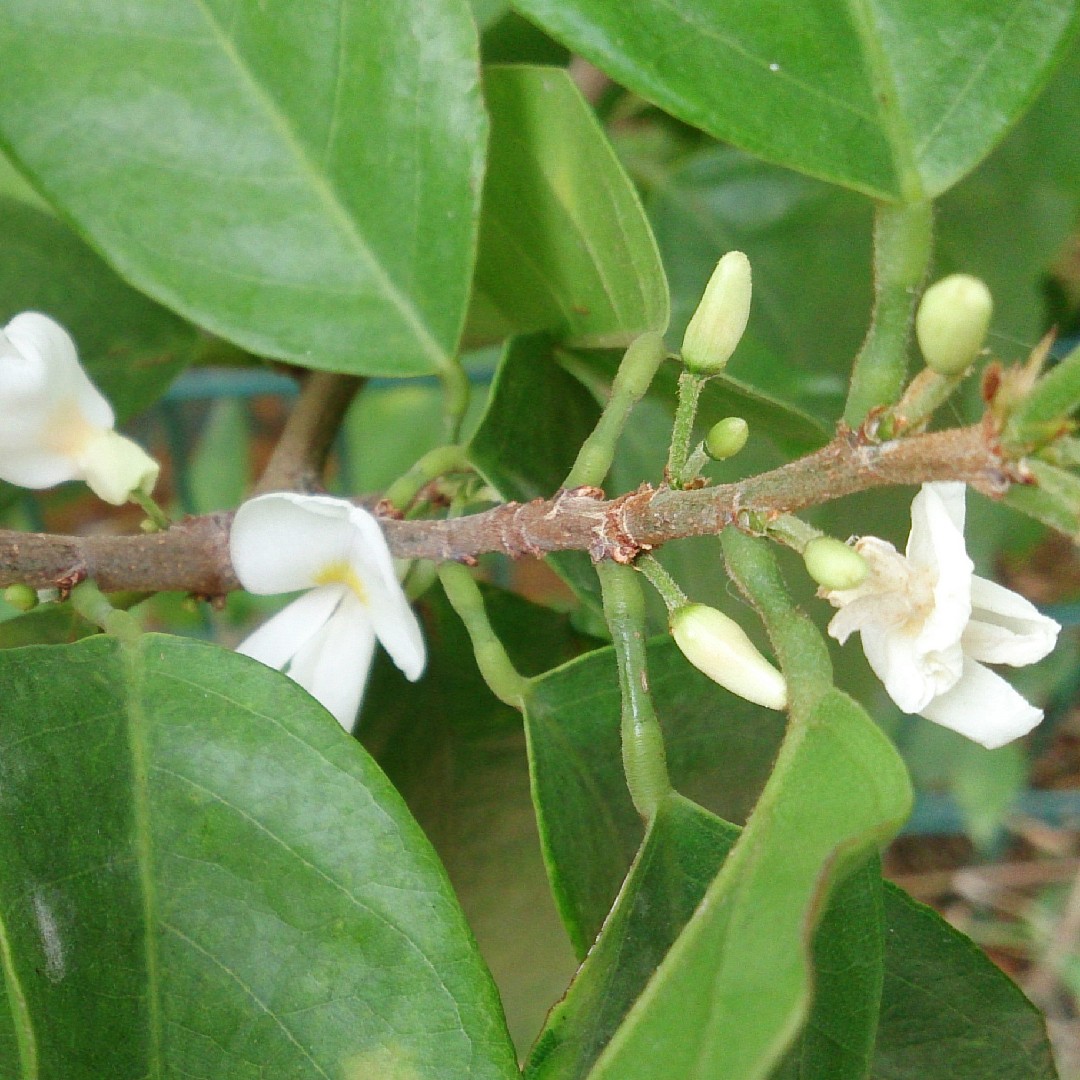 Baphia nitida - PictureThis