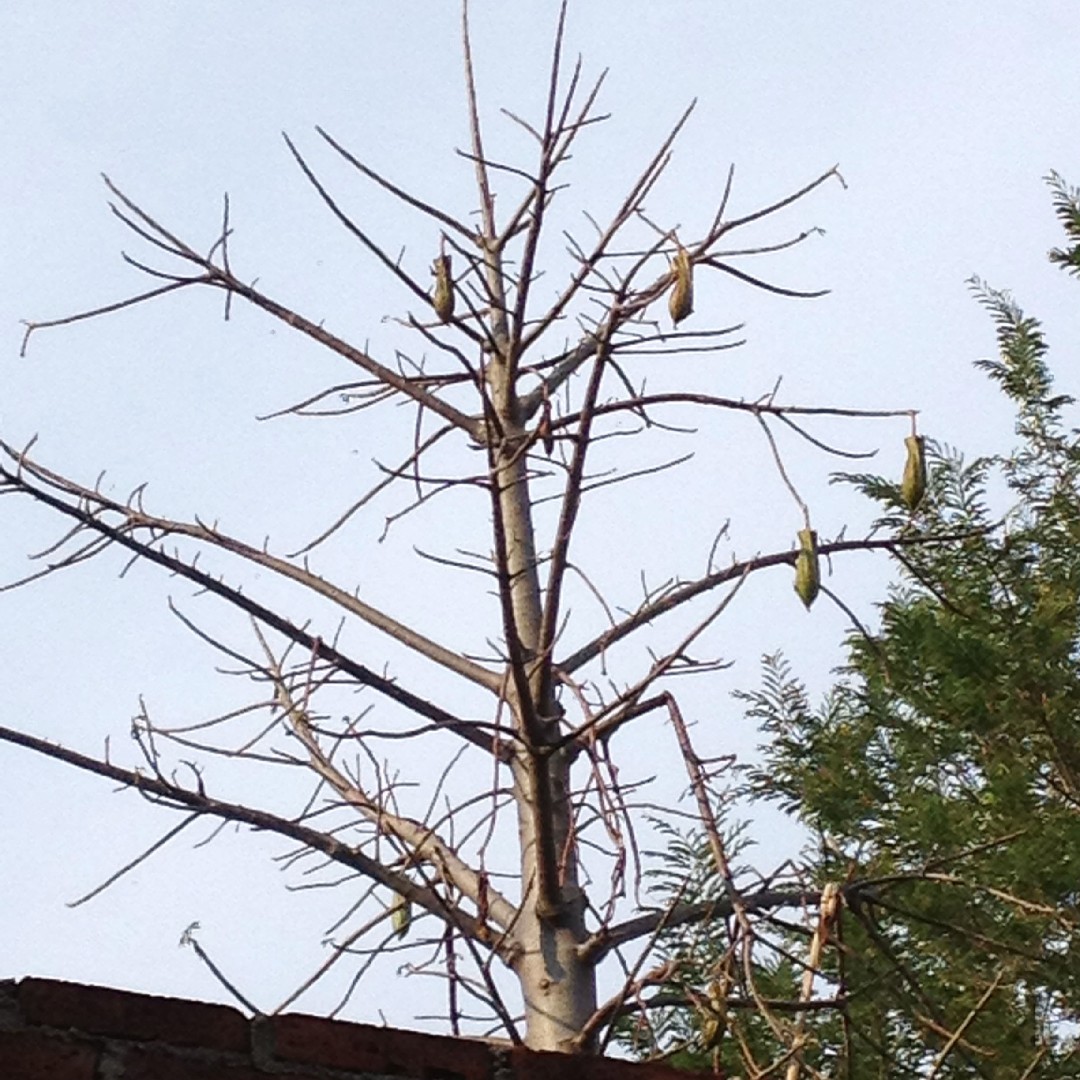 Bonete (Jacaratia mexicana) - PictureThis