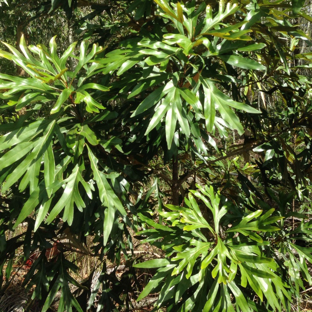 Heliciopsis lobata - PictureThis