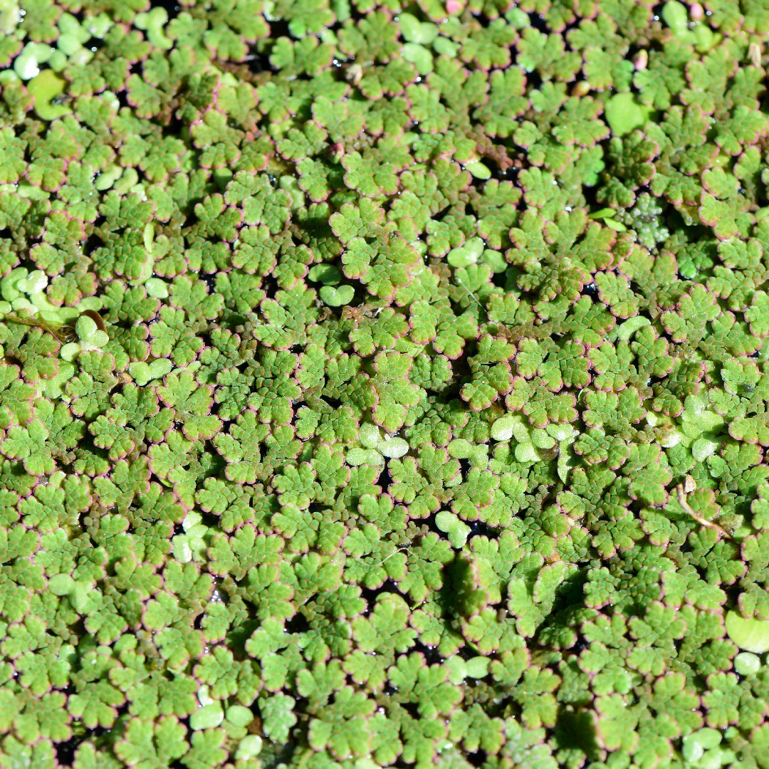 Azolla pinnata - PictureThis