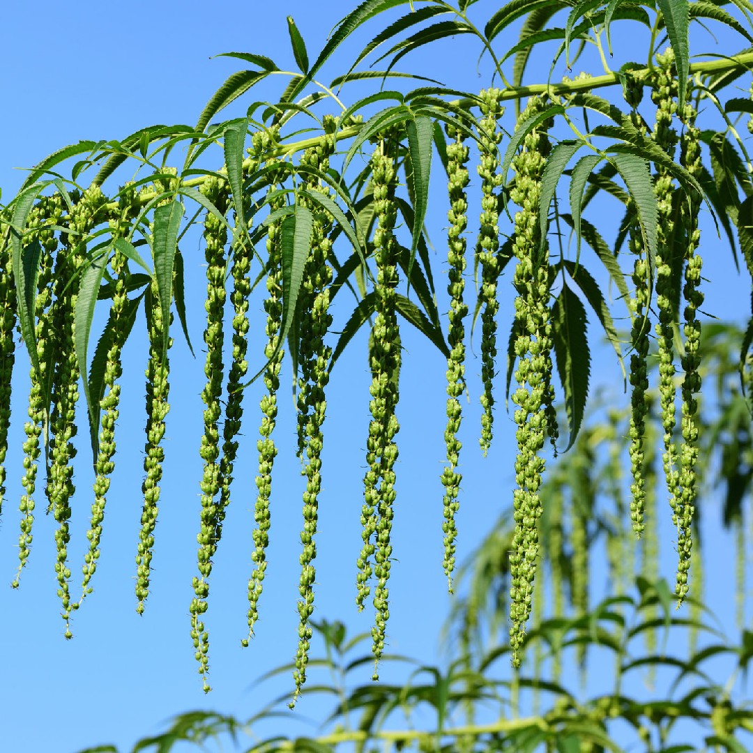 Datisca Flower, Leaf, Care, Uses - PictureThis