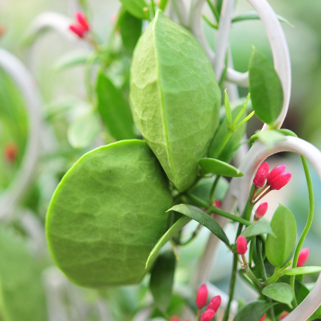 Dischidia - PictureThis