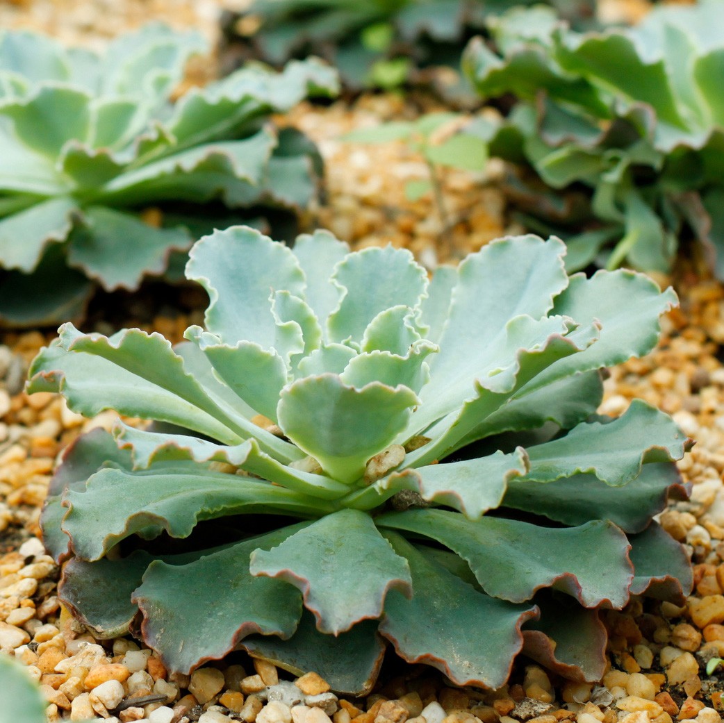 How to Plant and Grow Echeveria Desert Queen(Echeveria 'Blue Waves')