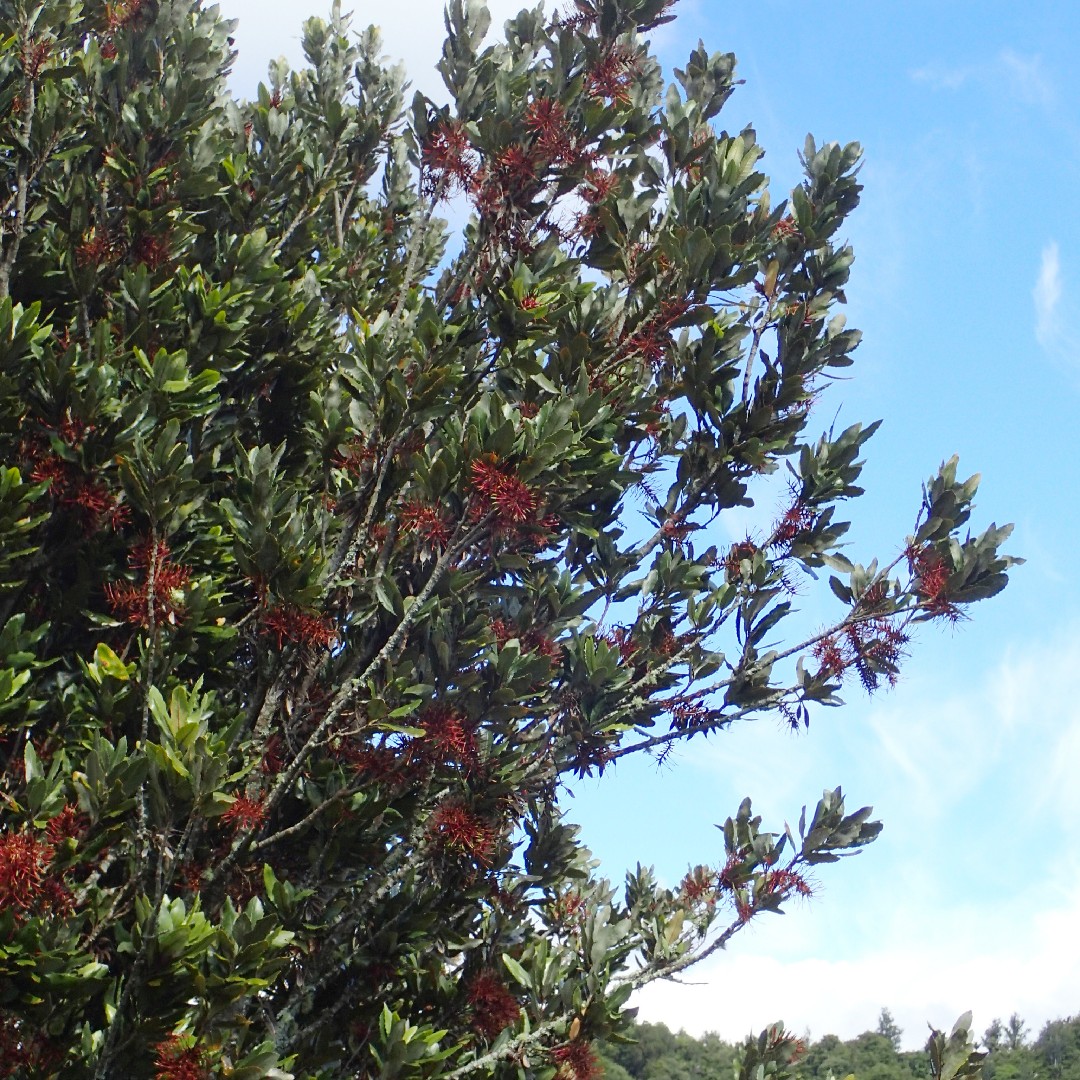 Knightia excelsa - PictureThis