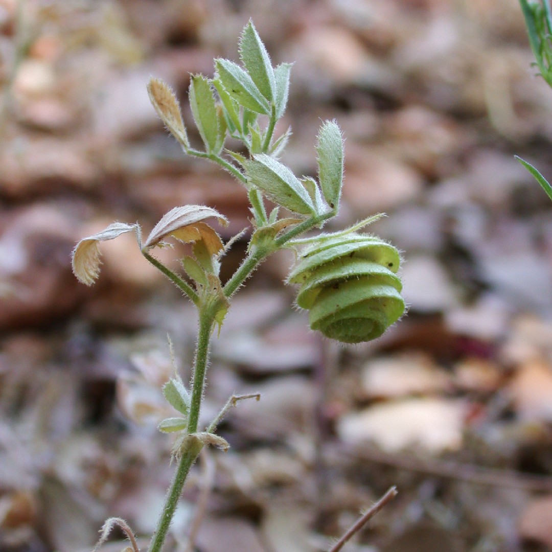 Luzerna-rugosa (Medicago scutellata) - PictureThis