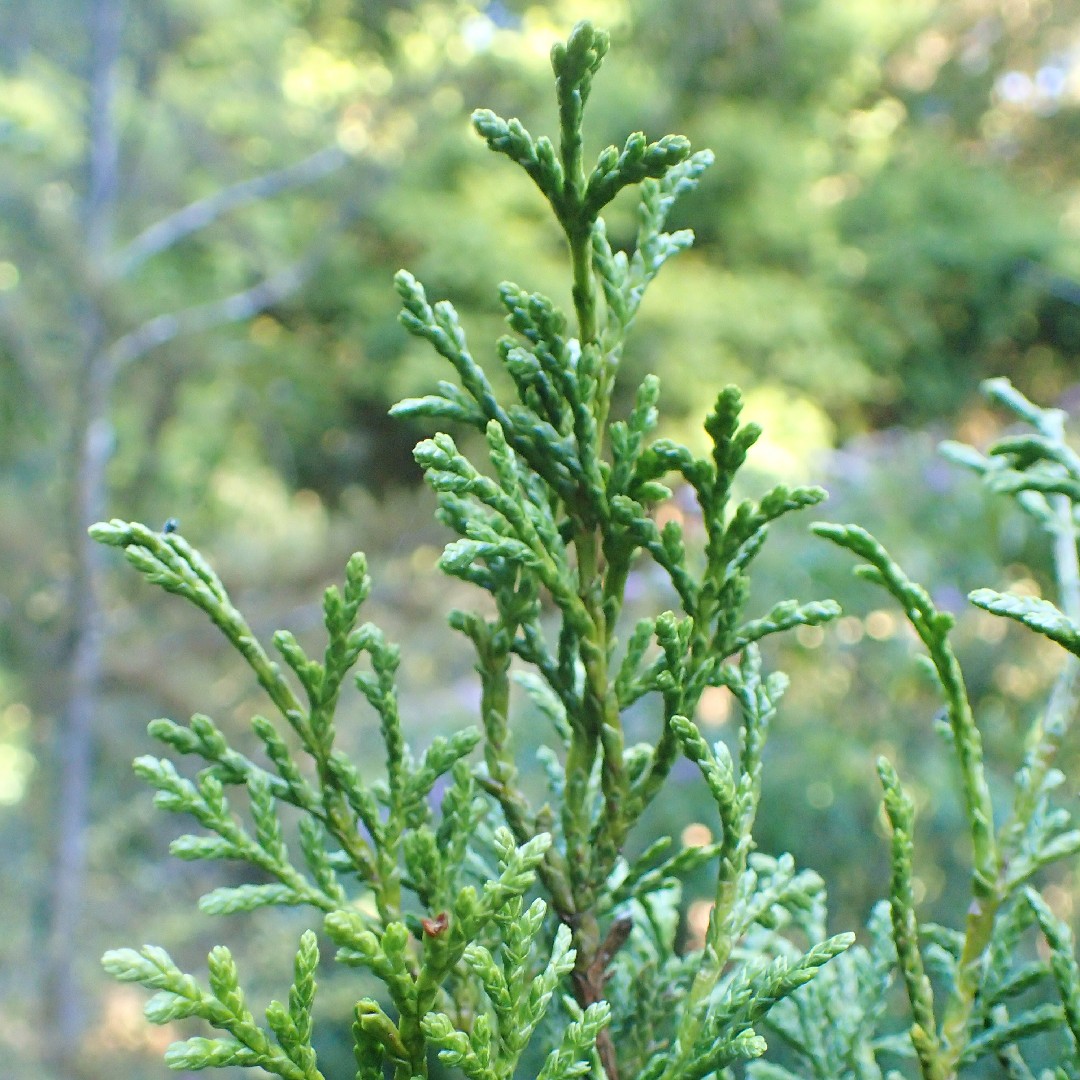 Libocedrus bidwillii - PictureThis