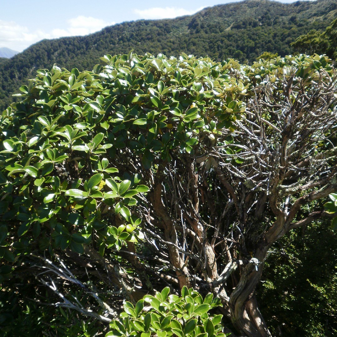 Olearia - PictureThis