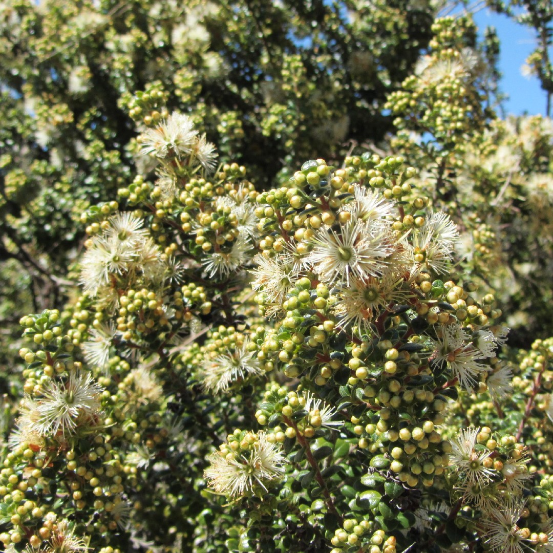 Metrosideros perforata - PictureThis