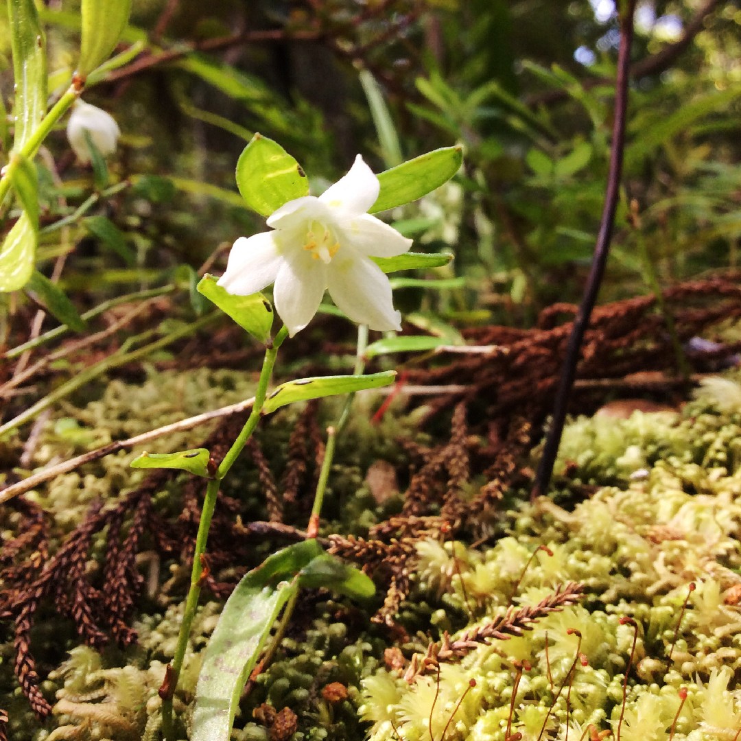Luzuriaga Flower, Leaf, Care, Uses - PictureThis
