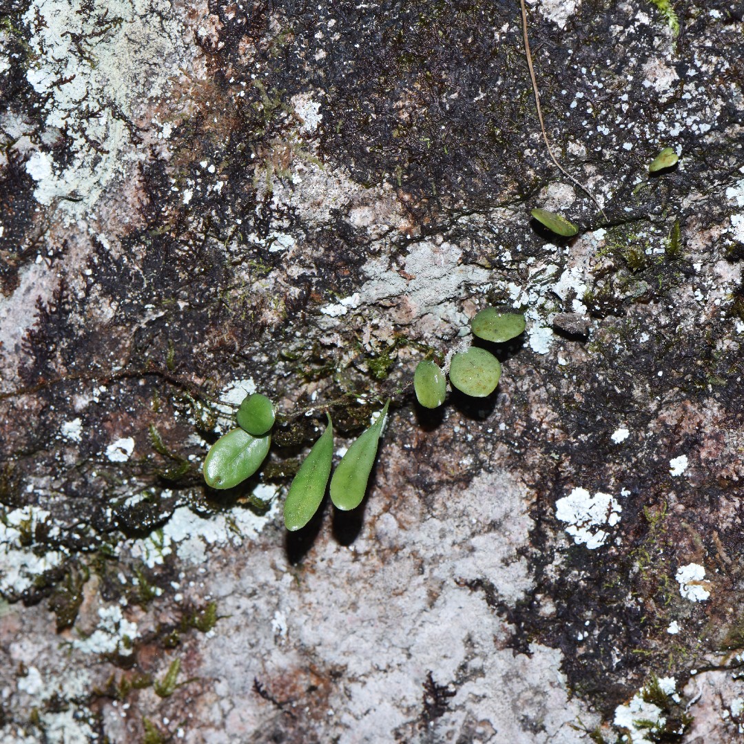 Polypodies Care (Watering, Fertilize, Pruning, Propagation) - PictureThis