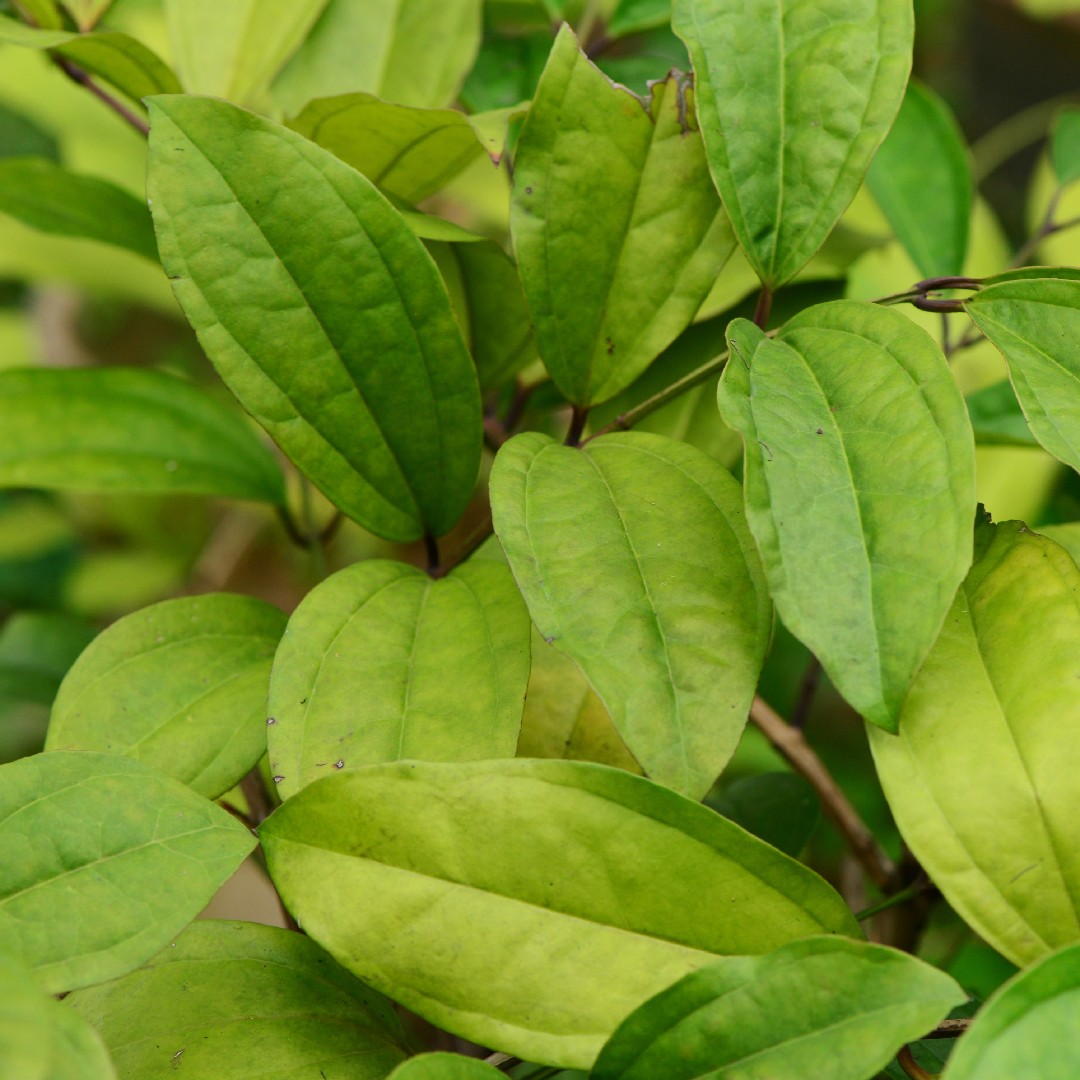 Myxopyrum Care (Watering, Fertilize, Pruning, Propagation) - PictureThis