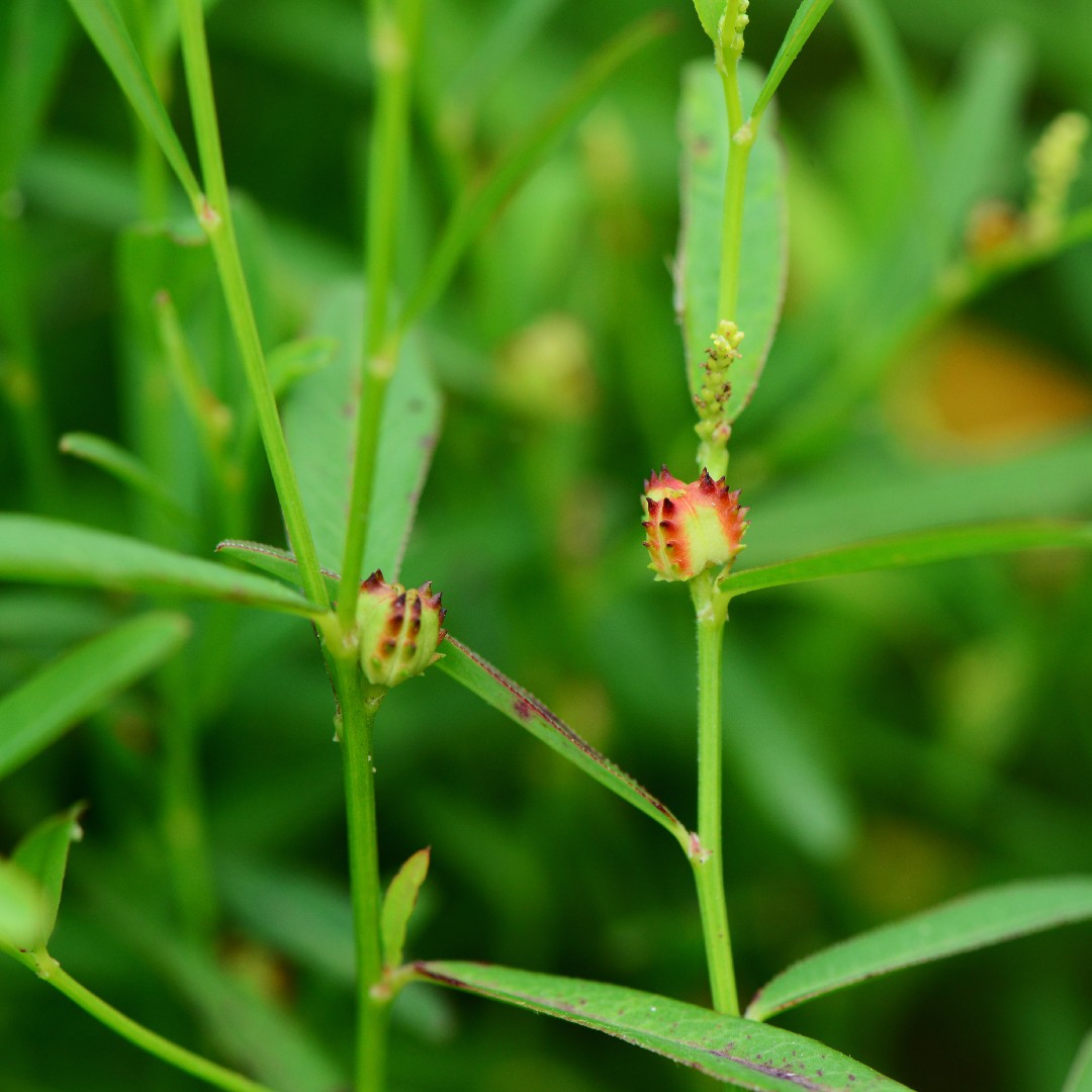 Microstachys Care (Watering, Fertilize, Pruning, Propagation) - PictureThis