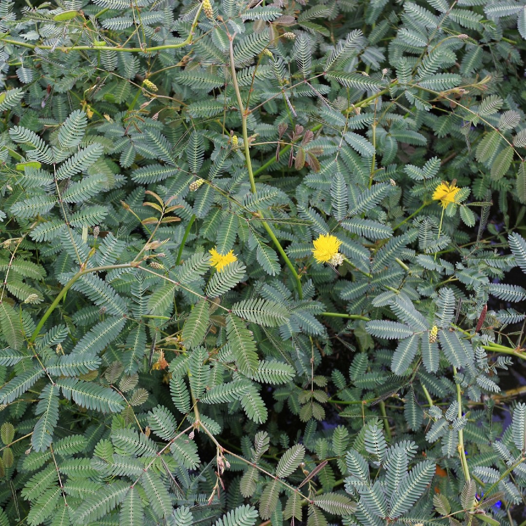 PictureThis - Neptunia