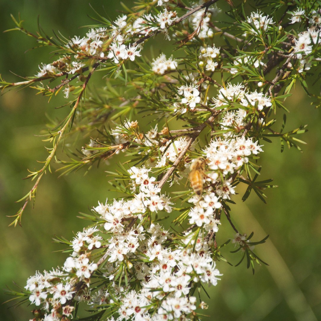When does white tea-tree bloom?