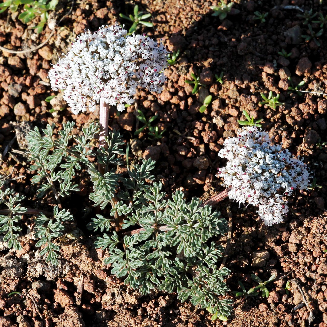 Lomatium canbyi - PictureThis