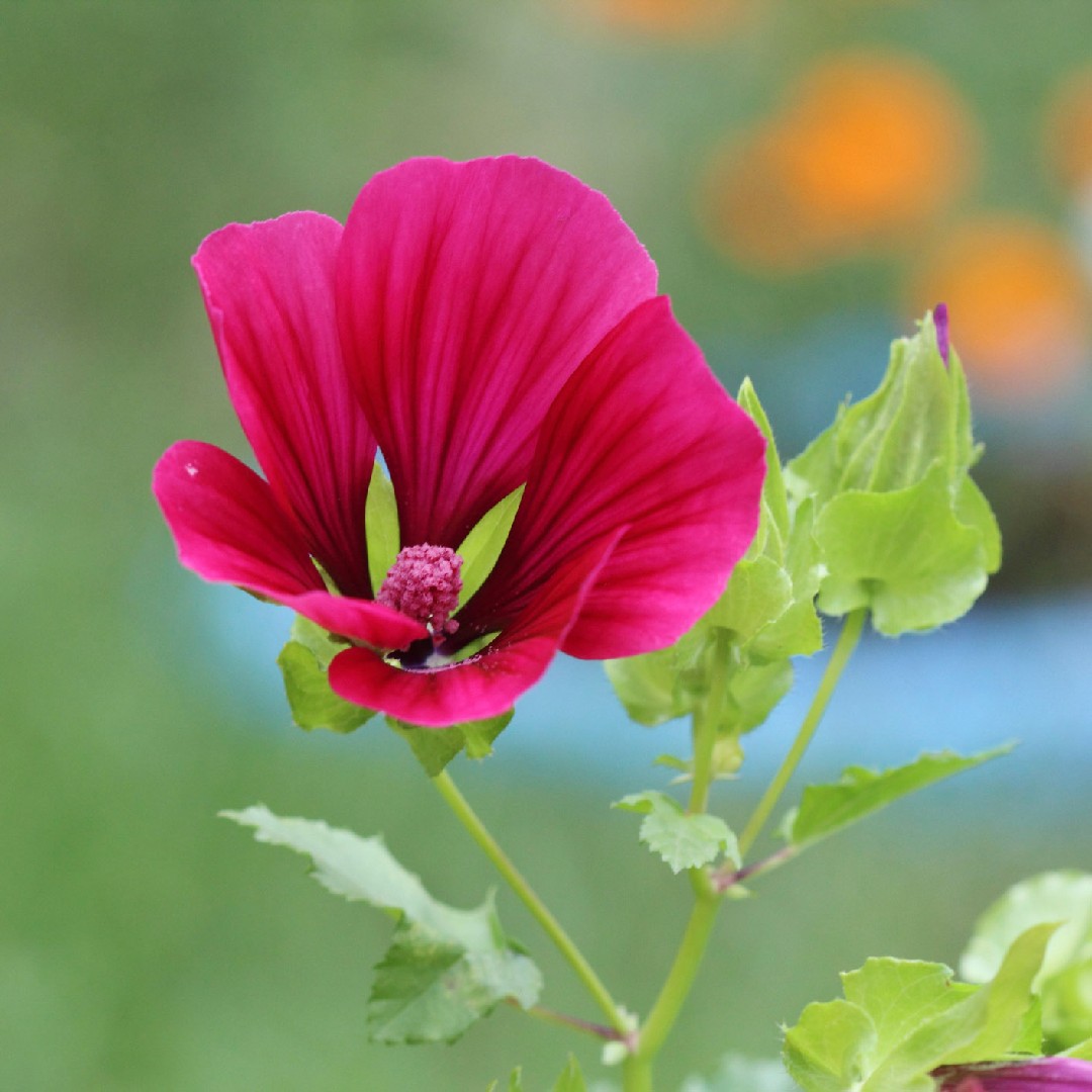 Malope Flower, Leaf, Care, Uses - PictureThis