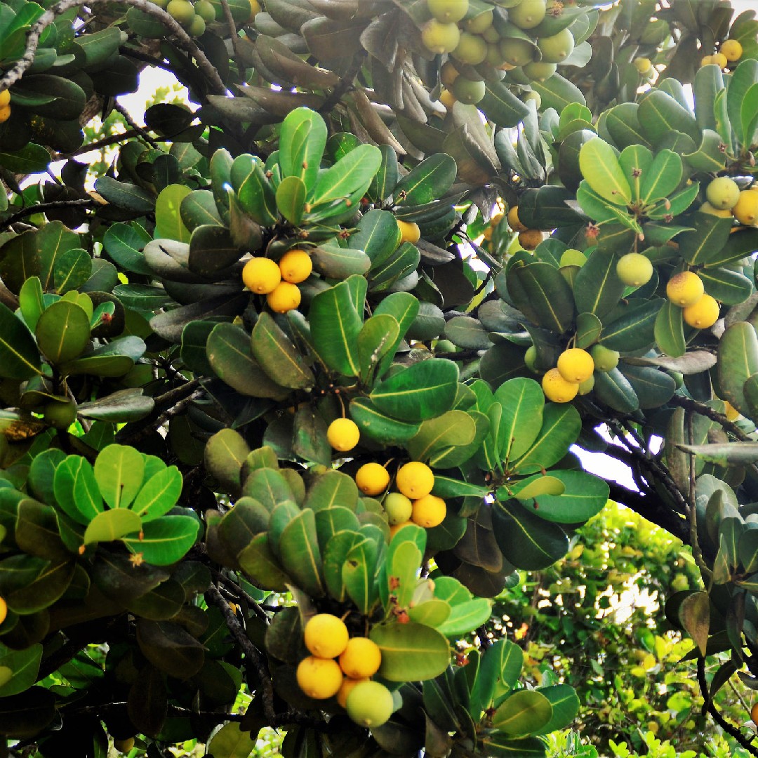 Mimusops Flower, Leaf, Care, Uses - PictureThis