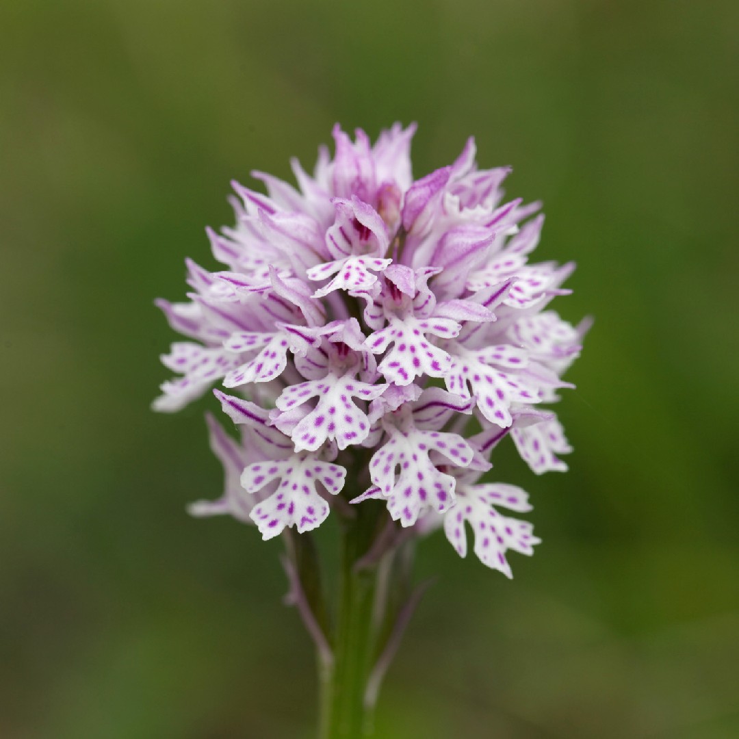 Neotinea tridentata - PictureThis