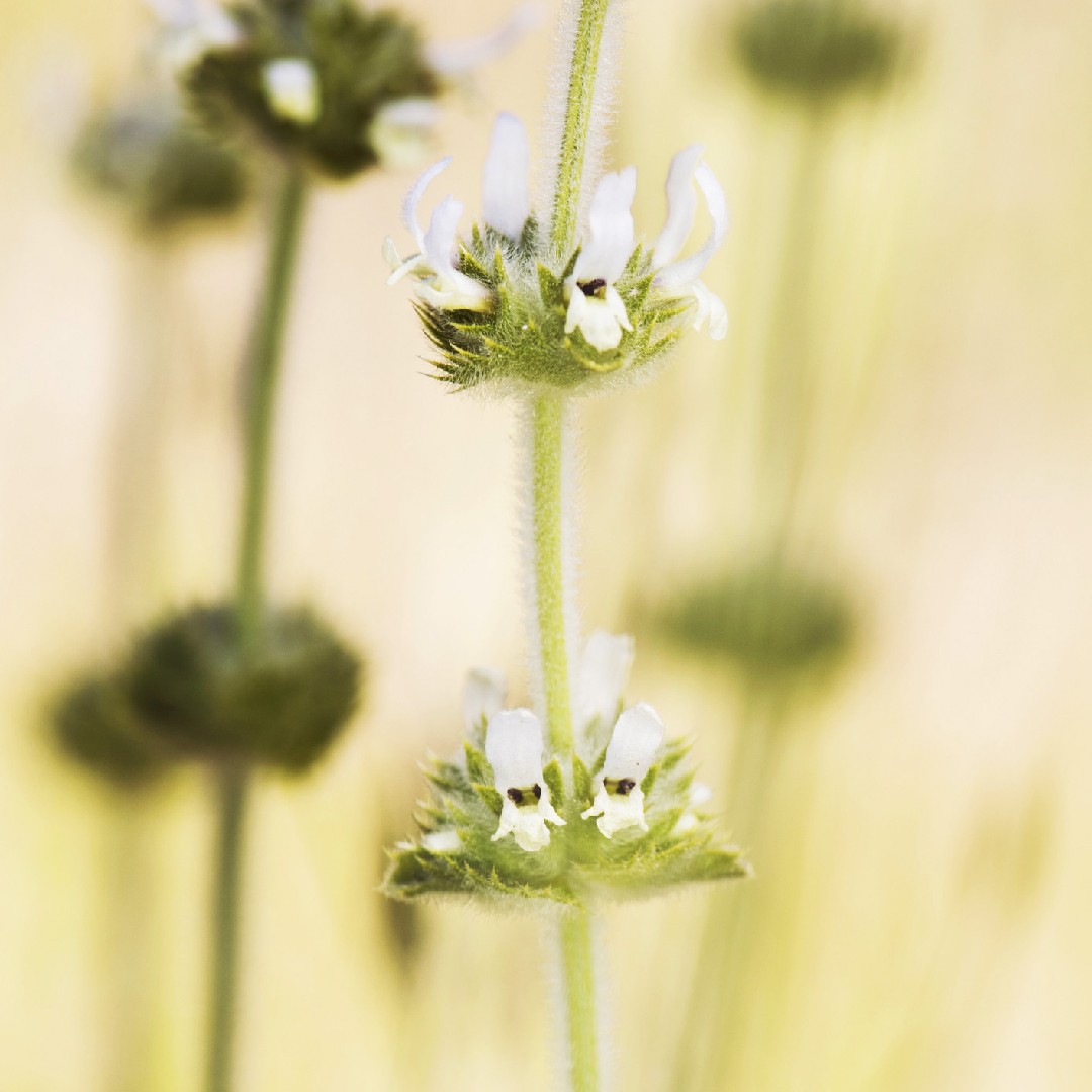 Mountain tea (Sideritis) Flower, Leaf, Care, Uses - PictureThis