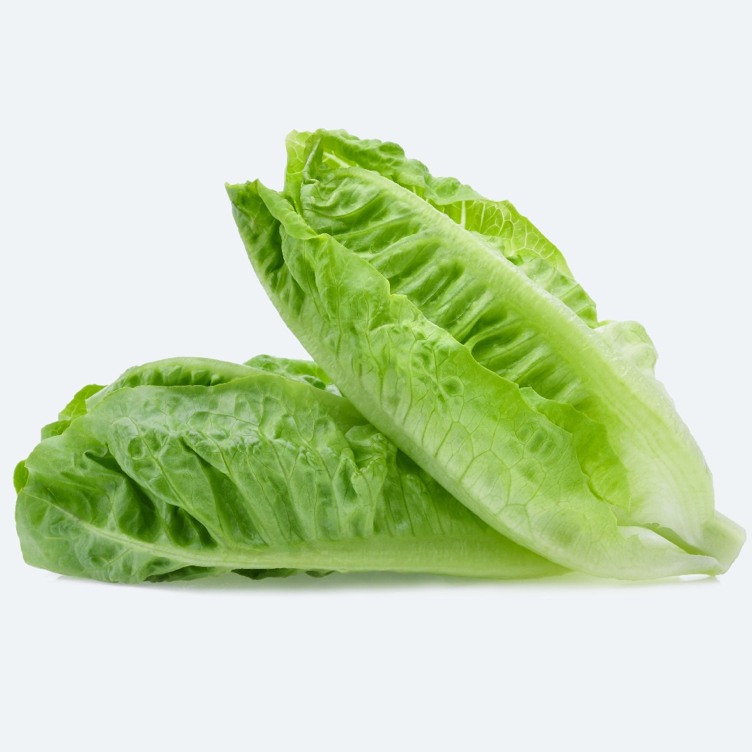 Lactuca Flower, Leaf, Care, Uses - PictureThis