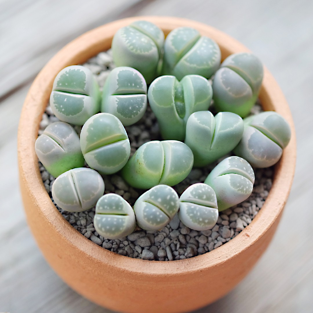 🍀 Cómo cultivar y cuidar una Lithops olivacea