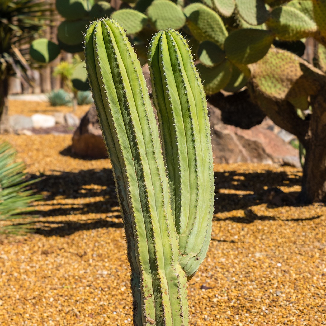 Polaskia Flower, Leaf, Care, Uses - PictureThis