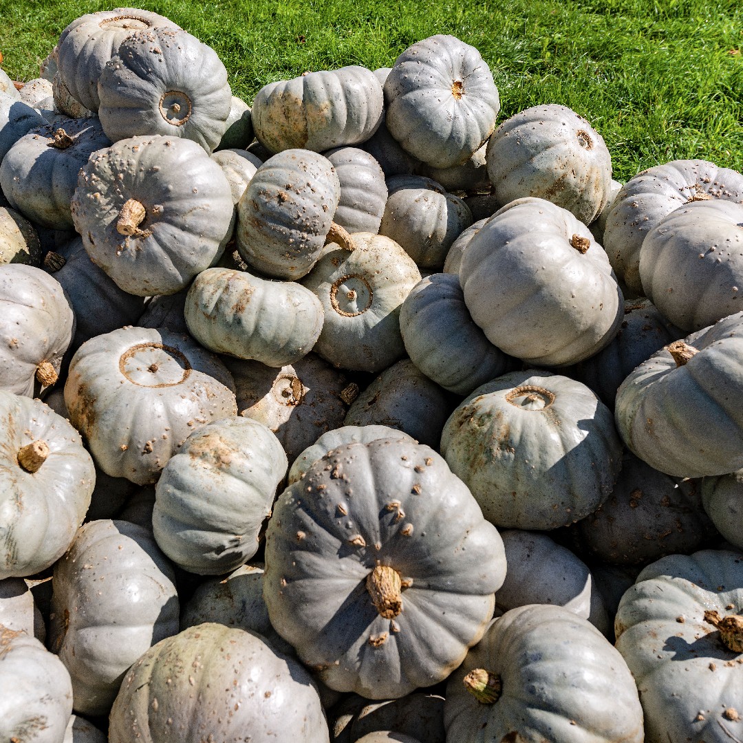 Squashes Care (Watering, Fertilize, Pruning, Propagation) - PictureThis