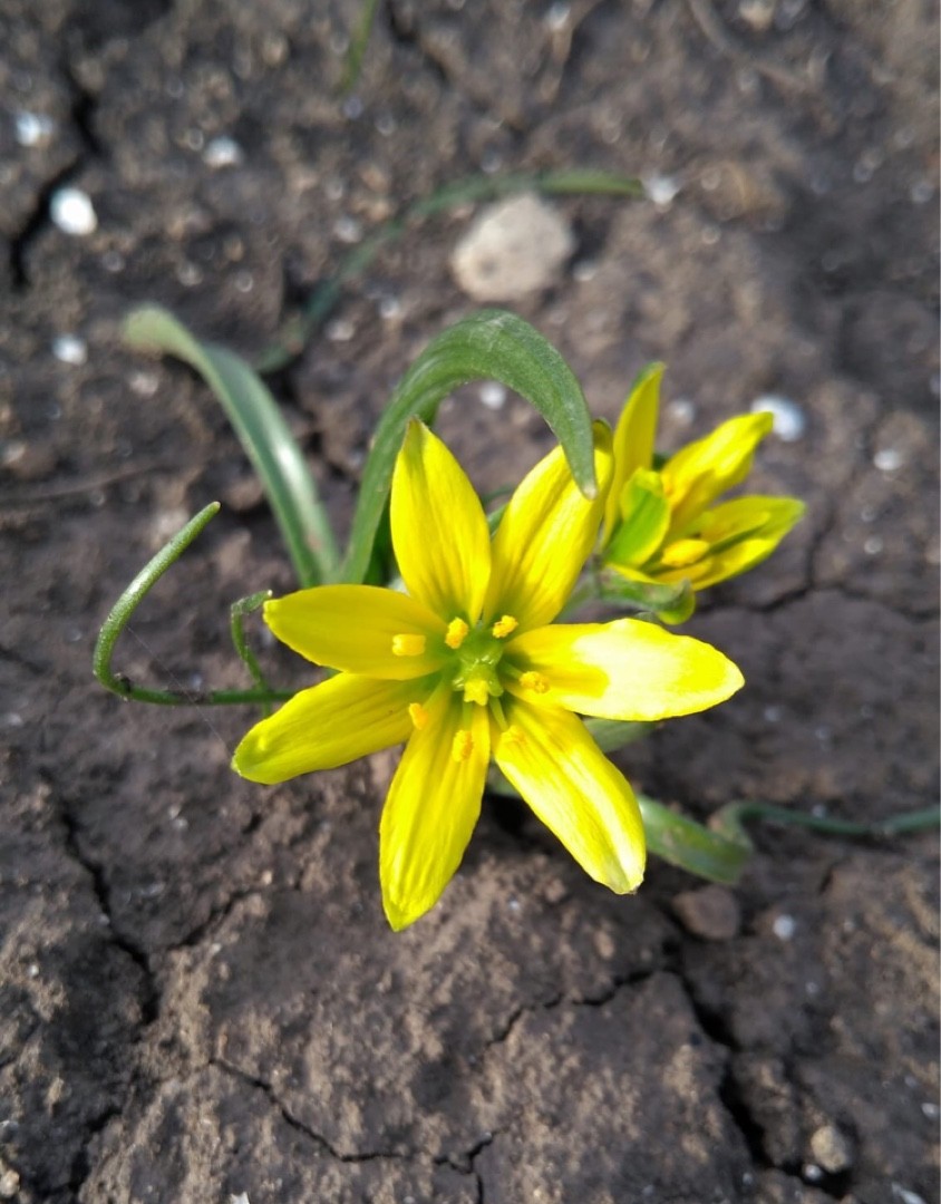 Early star-of-bethlehem (Gagea bohemica) Flower, Leaf, Uses - PictureThis