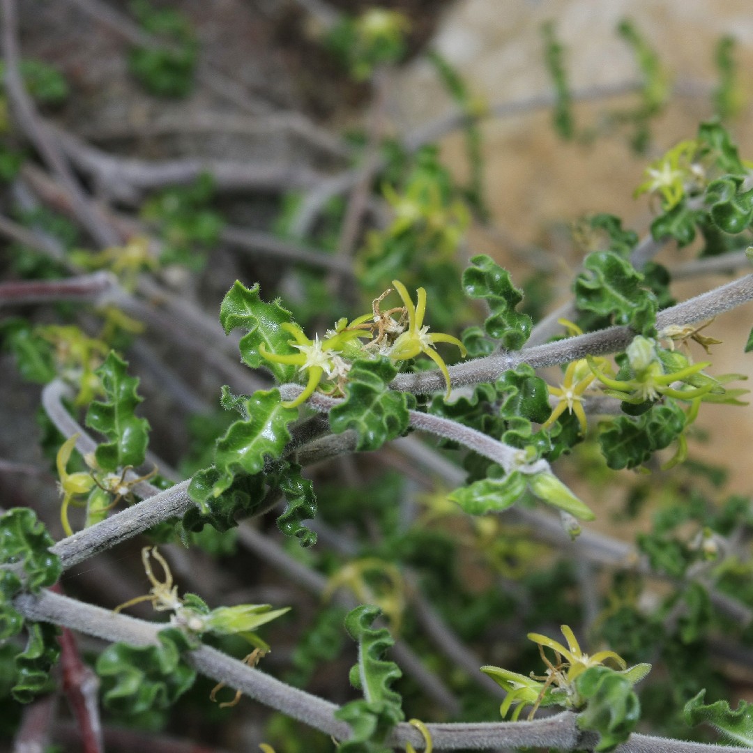 Fockea capensis - PictureThis