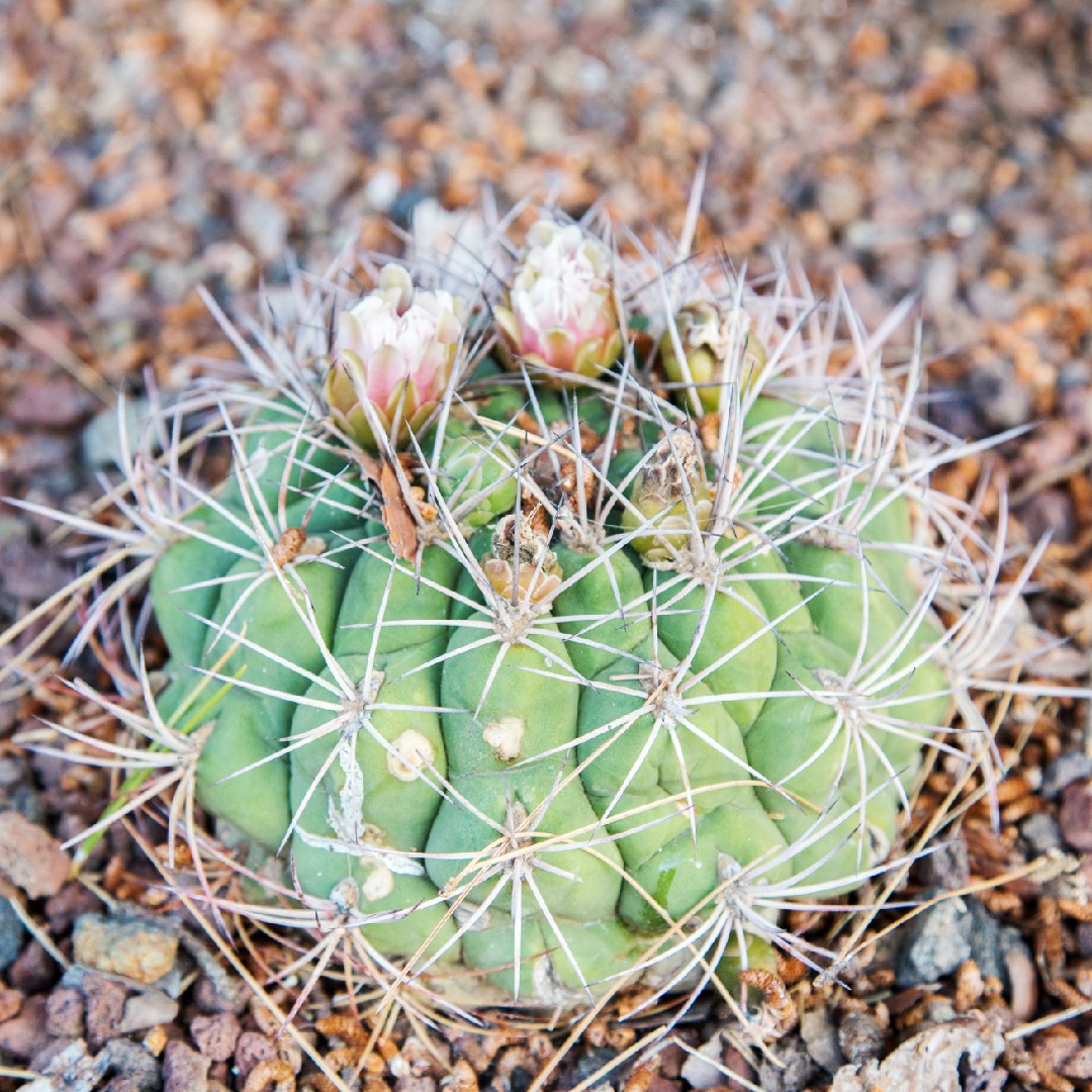 Gymnocalycium - PictureThis