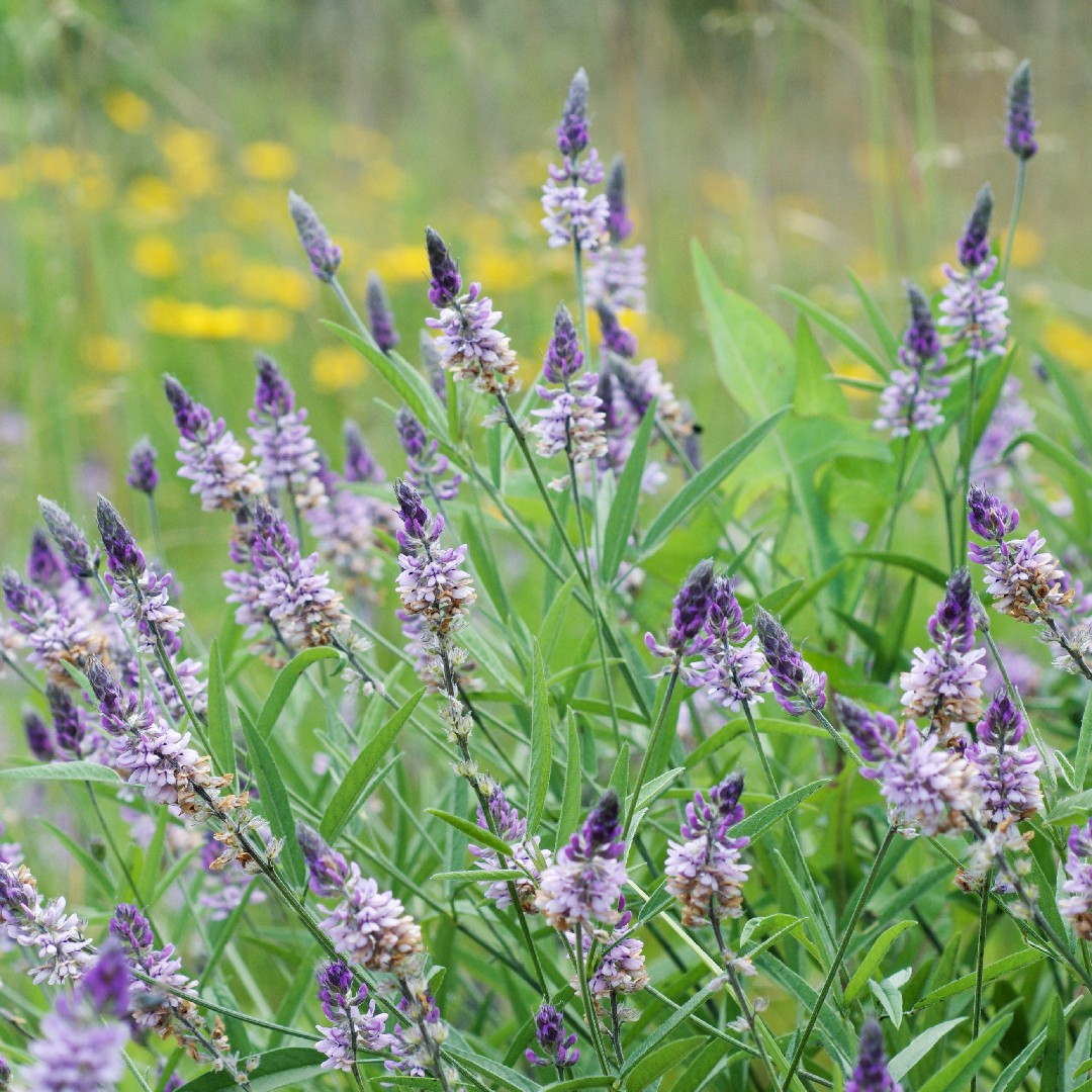 Sampson's snakeroot (Orbexilum pedunculatum) Flower, Leaf, Care, Uses ...