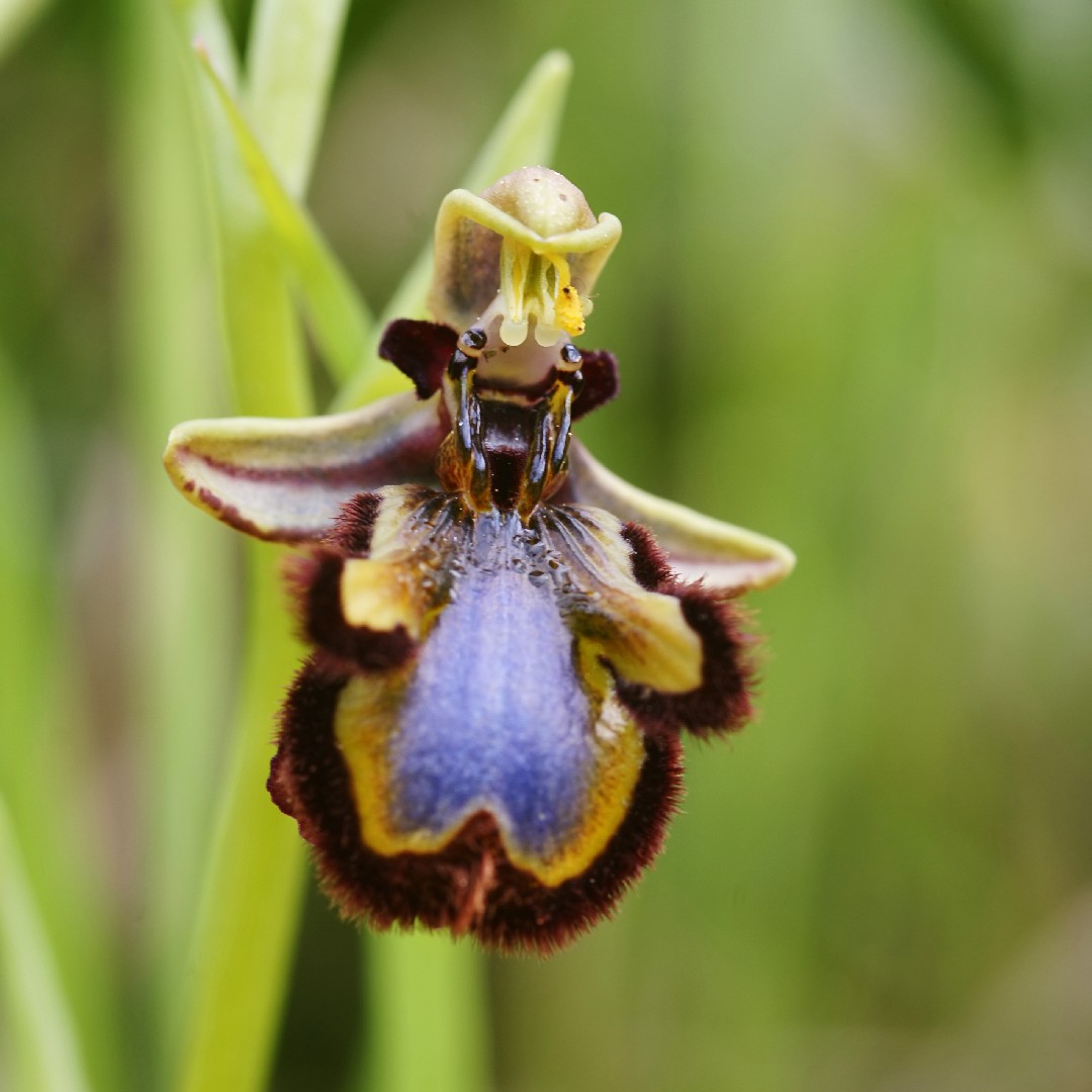 Ophrys miroir (Ophrys speculum) - PictureThis
