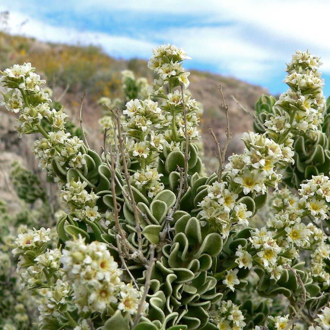 Utah mortonia (Mortonia utahensis) Flower, Leaf, Care, Uses - PictureThis