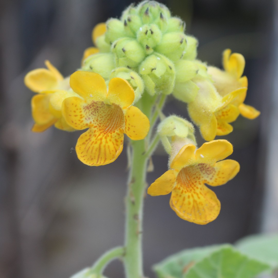 Ibicella lutea - PictureThis