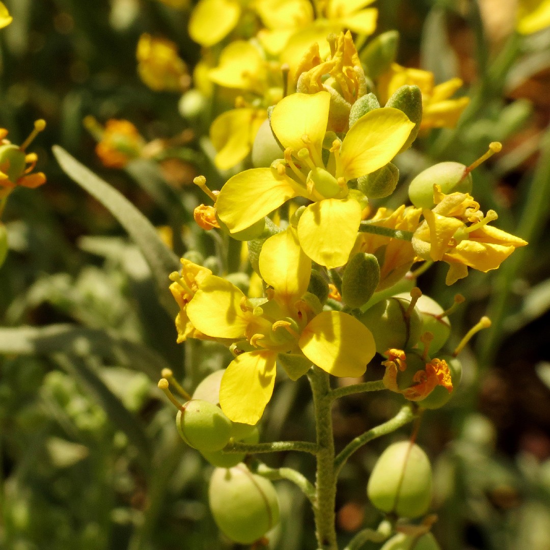 フィサリア属 (Physaria) 花言葉，毒性，よくある質問 - PictureThis