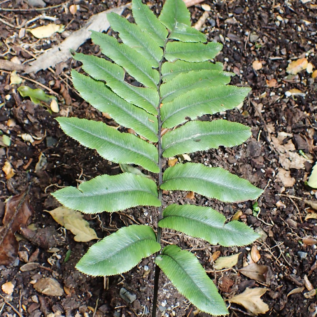 Parablechnum Care (Watering, Fertilize, Pruning, Propagation) - PictureThis