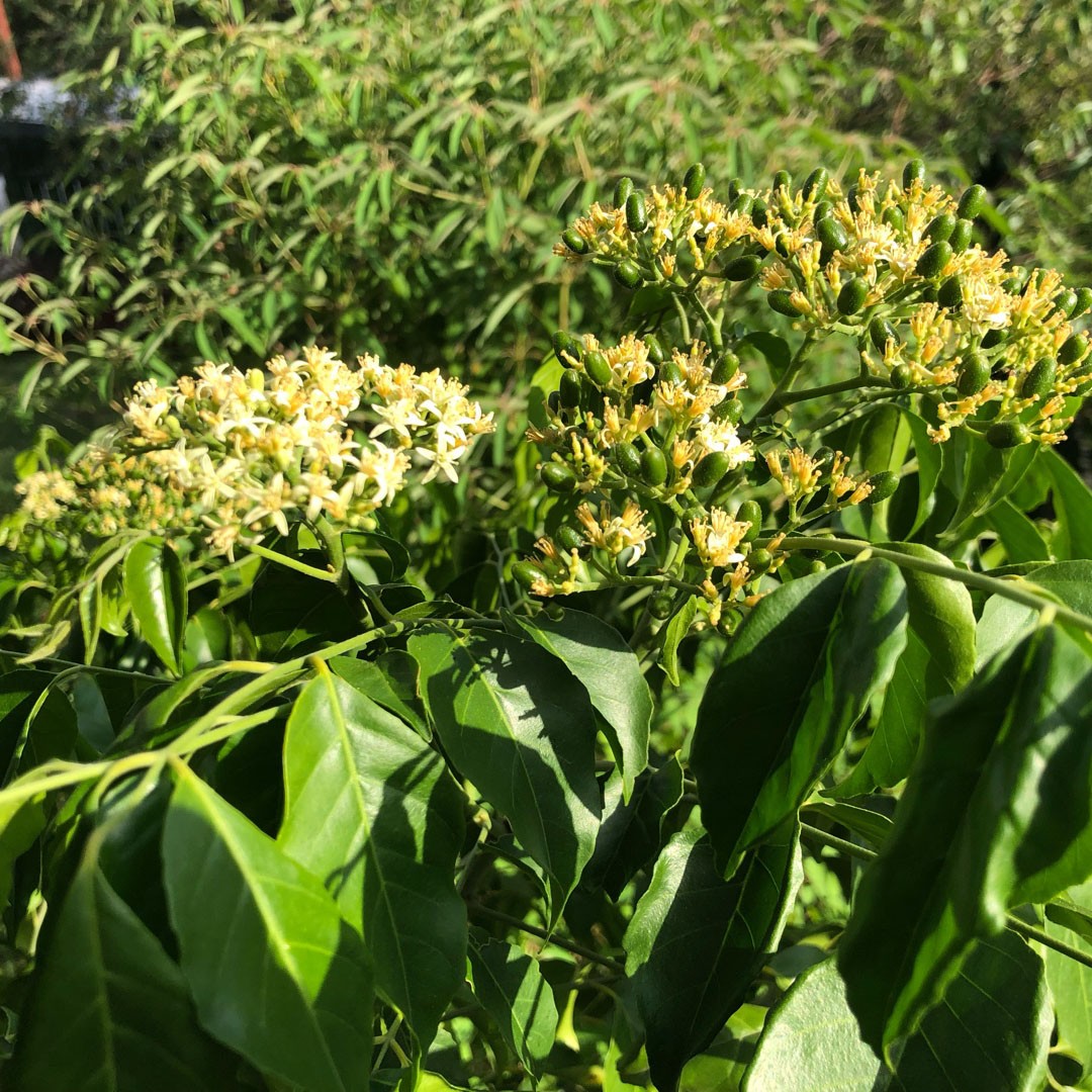 Micromelum falcatum - PictureThis