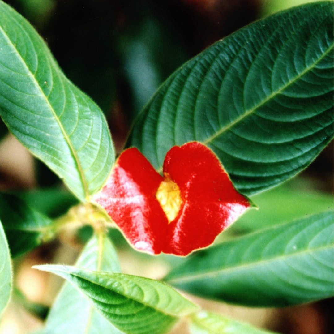 Palicourea tomentosa - PictureThis