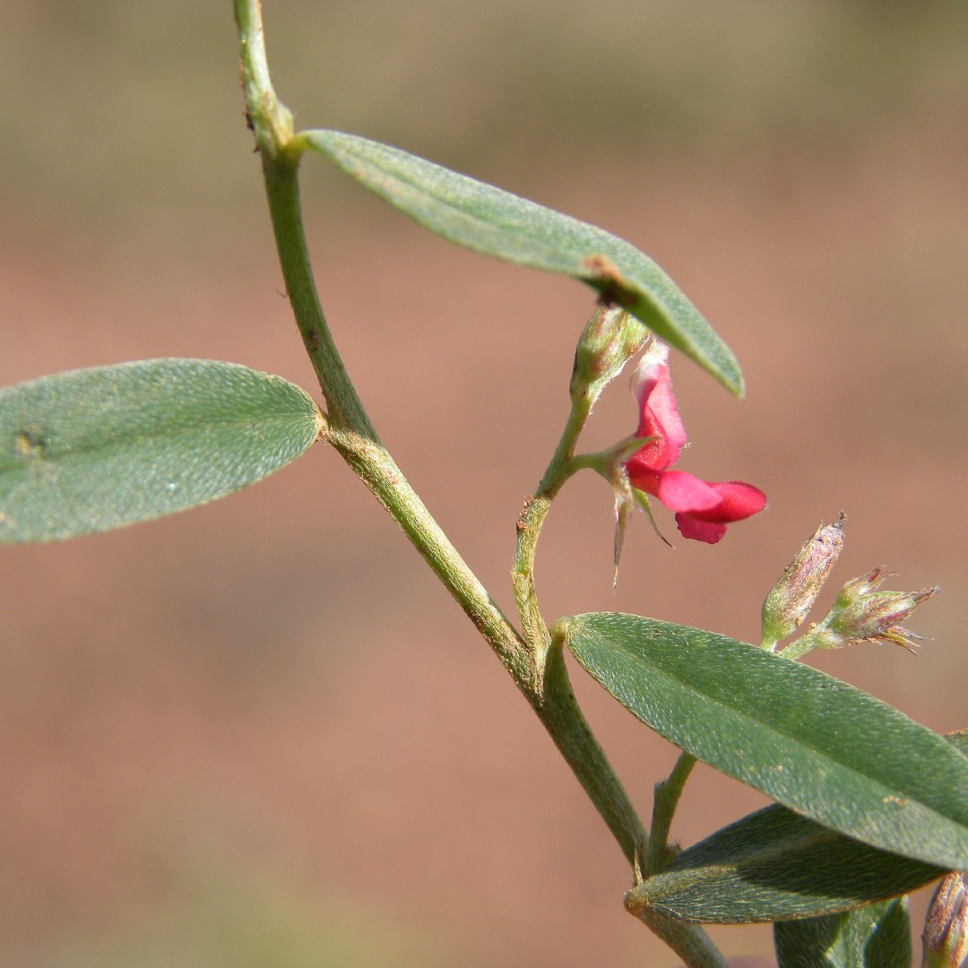 Narrow leafed indigo (Indigofera linifolia) Flower, Leaf, Care, Uses ...