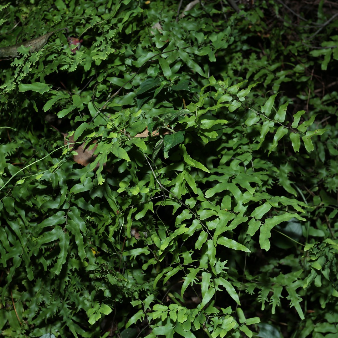 How do I get rid of old world climbing fern?