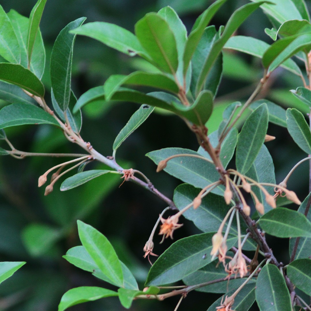 Mimusops - PictureThis