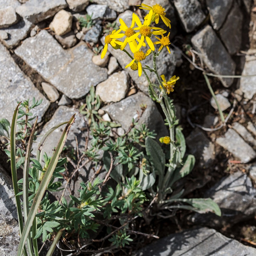 Woolly groundsel (Packera cana) Flower, Leaf, Care, Uses - PictureThis
